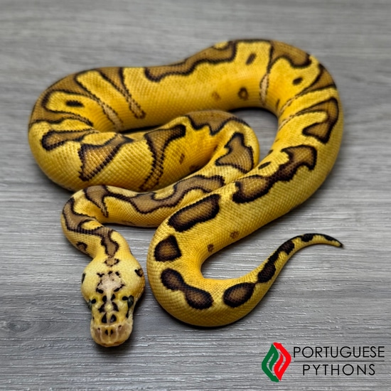 Pastel Enchi Clown DH Hypo Sunset Ball Python by Portuguese Pythons