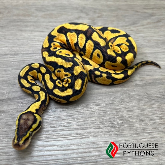 Pastel Enchi TH Hypo/Sunset/Clown Ball Python by Portuguese Pythons