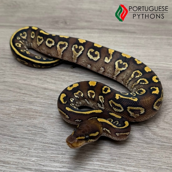 Mojave Hurricane Yellowbelly H Paint Ball Python by Portuguese Pythons