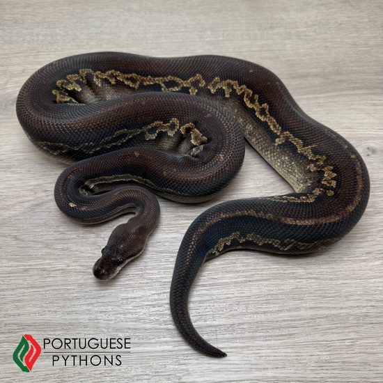 *NO RESERVE* PB 1.0 Black Head Leopard Cinnamon HRA Ball Python by Portuguese Pythons