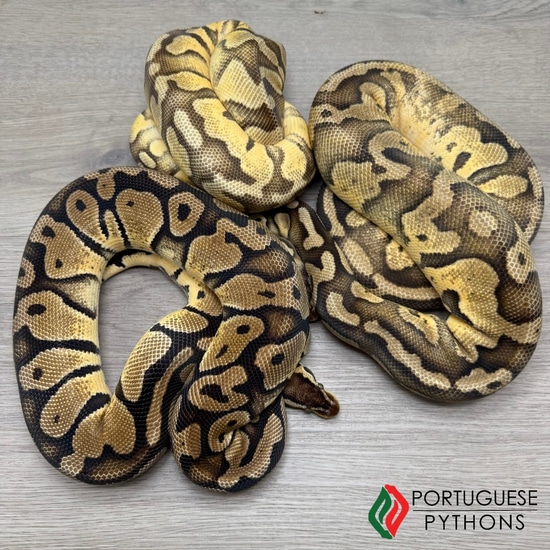 *NO RESERVE * 0.3 DH DG/Pied Group Ball Python by Portuguese Pythons