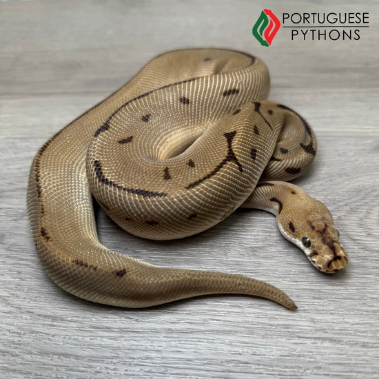 (BP) Leopard Spider Clown * NO RESERVE* Ball Python by Portuguese Pythons