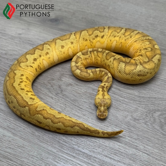 Pastel Sunset Clown H Hypo Ball Python by Portuguese Pythons