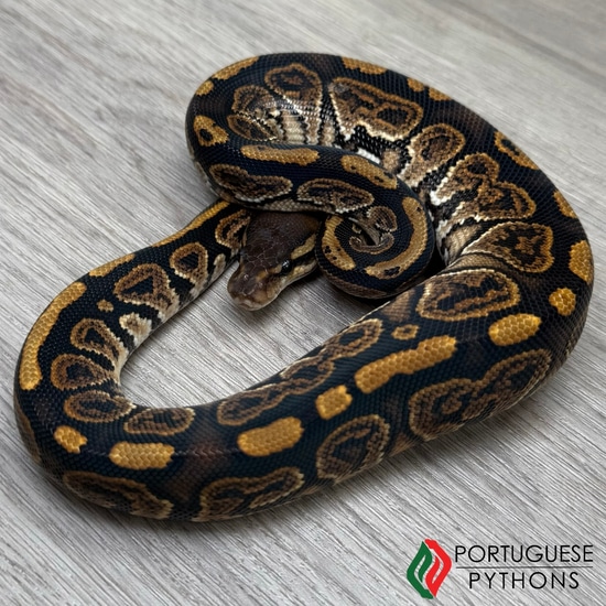 *NO RESERVE* 1.0 Black Pastel (Mogwai) H Paint Ball Python by ...