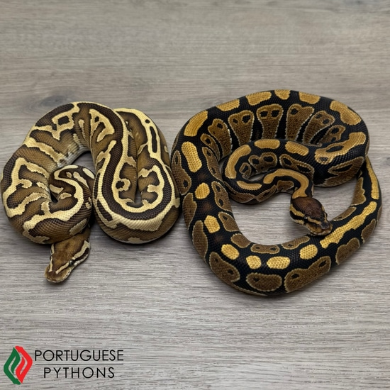 1.1 Puzzle Ultramel Project *NO RESERVE* Ball Python by Portuguese Pythons