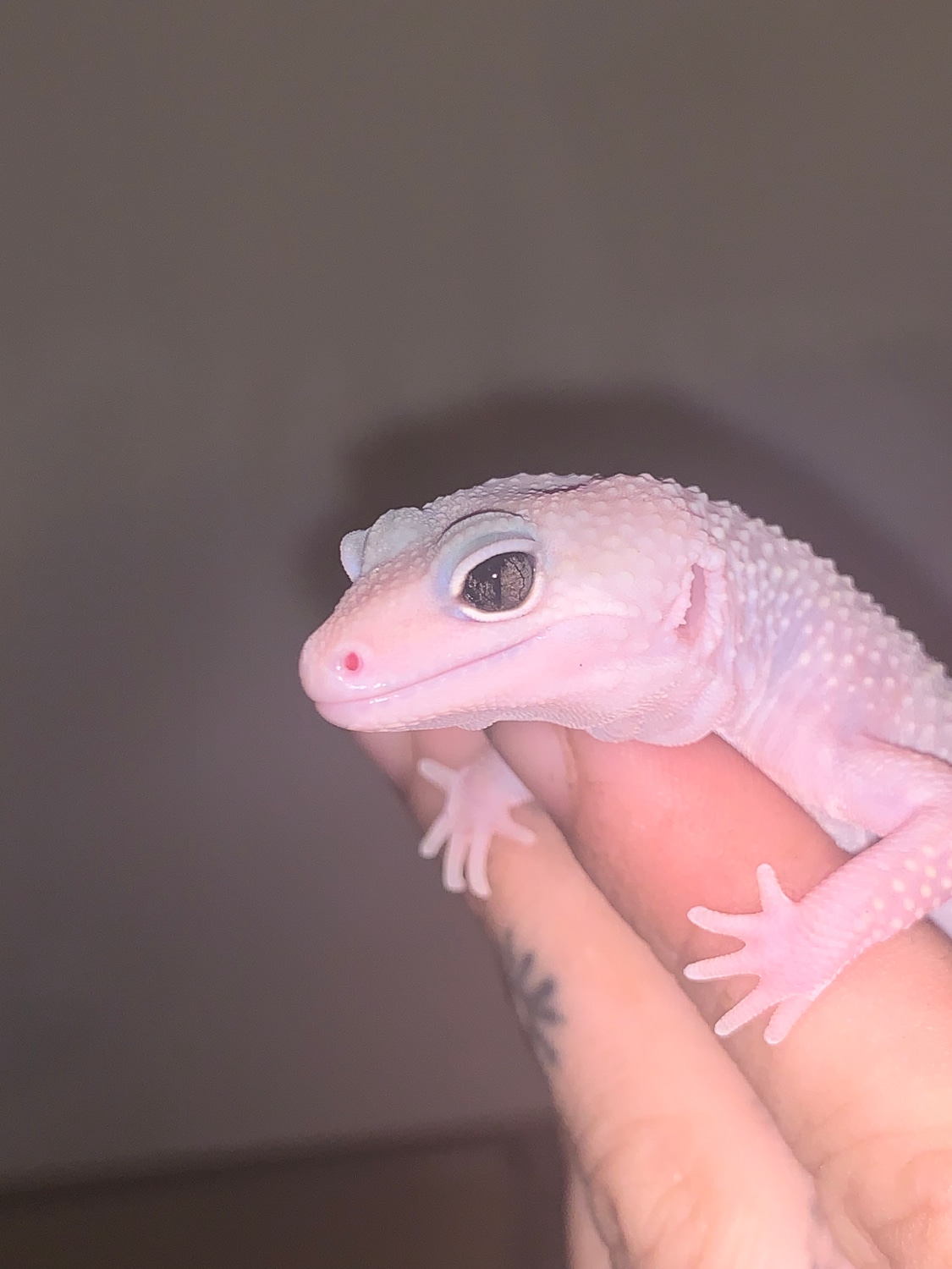 Blazing Blizzard Eclipse Leopard Gecko by Posivelypoppysgeckos ...