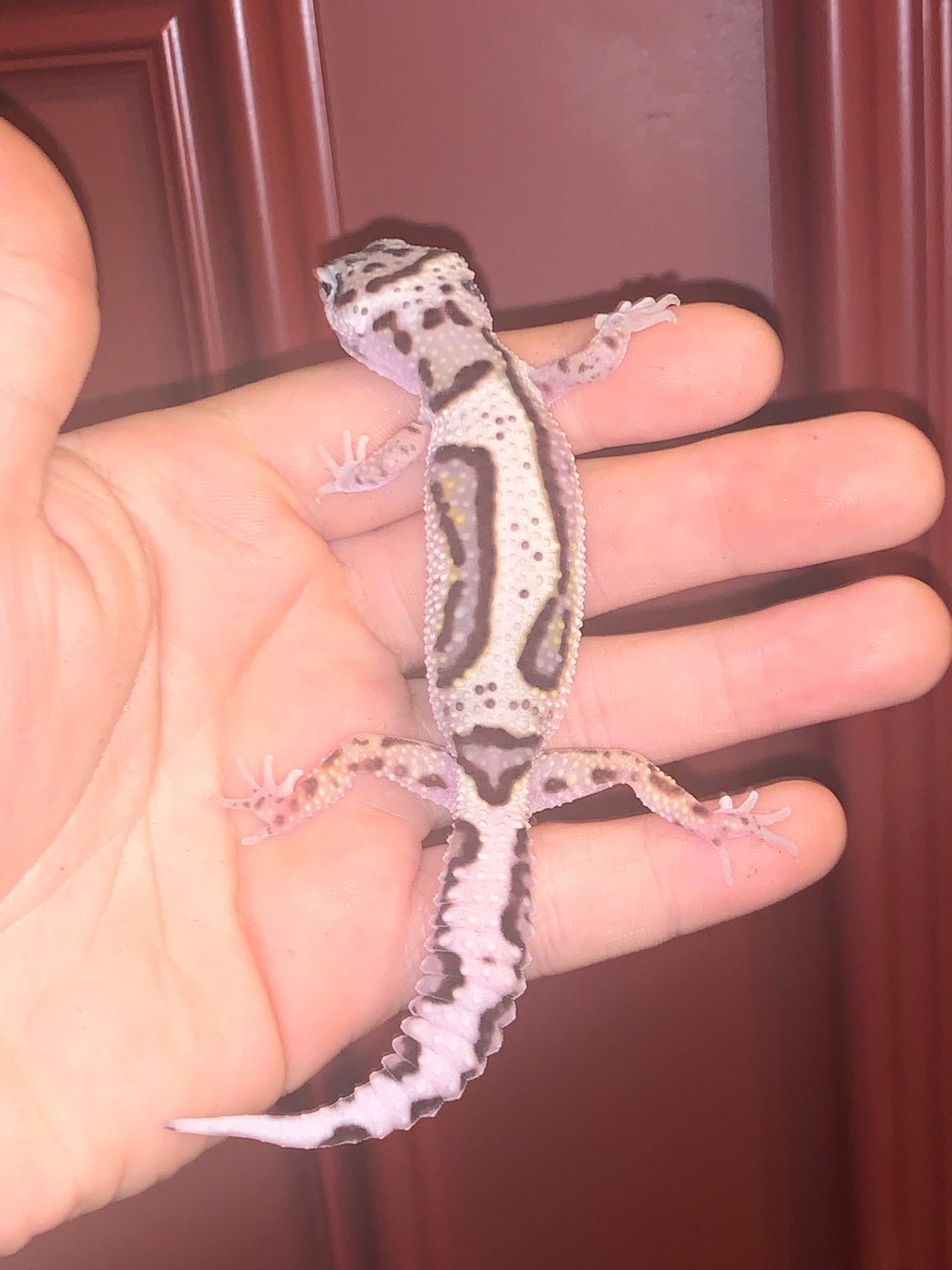Bold Lavender Mack Snow Leopard Gecko by Posivelypoppysgeckos - MorphMarket