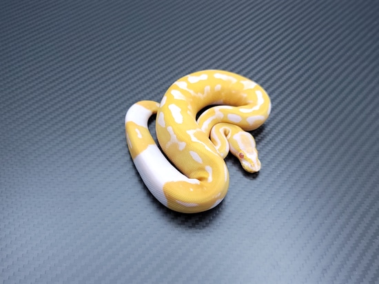Albino Pied Ball Python by Postal Pythons