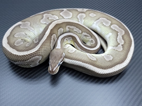 Axanthic(VPI) Leopard Lesser 50% Het Pied Ball Python by Postal Pythons