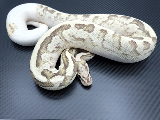Disco Inferno Ball Python by Postal Pythons