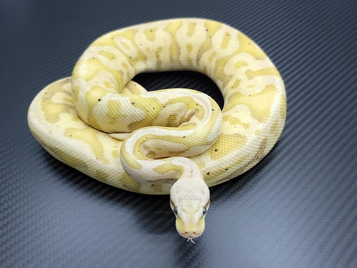 Banana Leopard Pastel Het Axanthic(VPI) Ball Python by Postal Pythons - MorphMarket