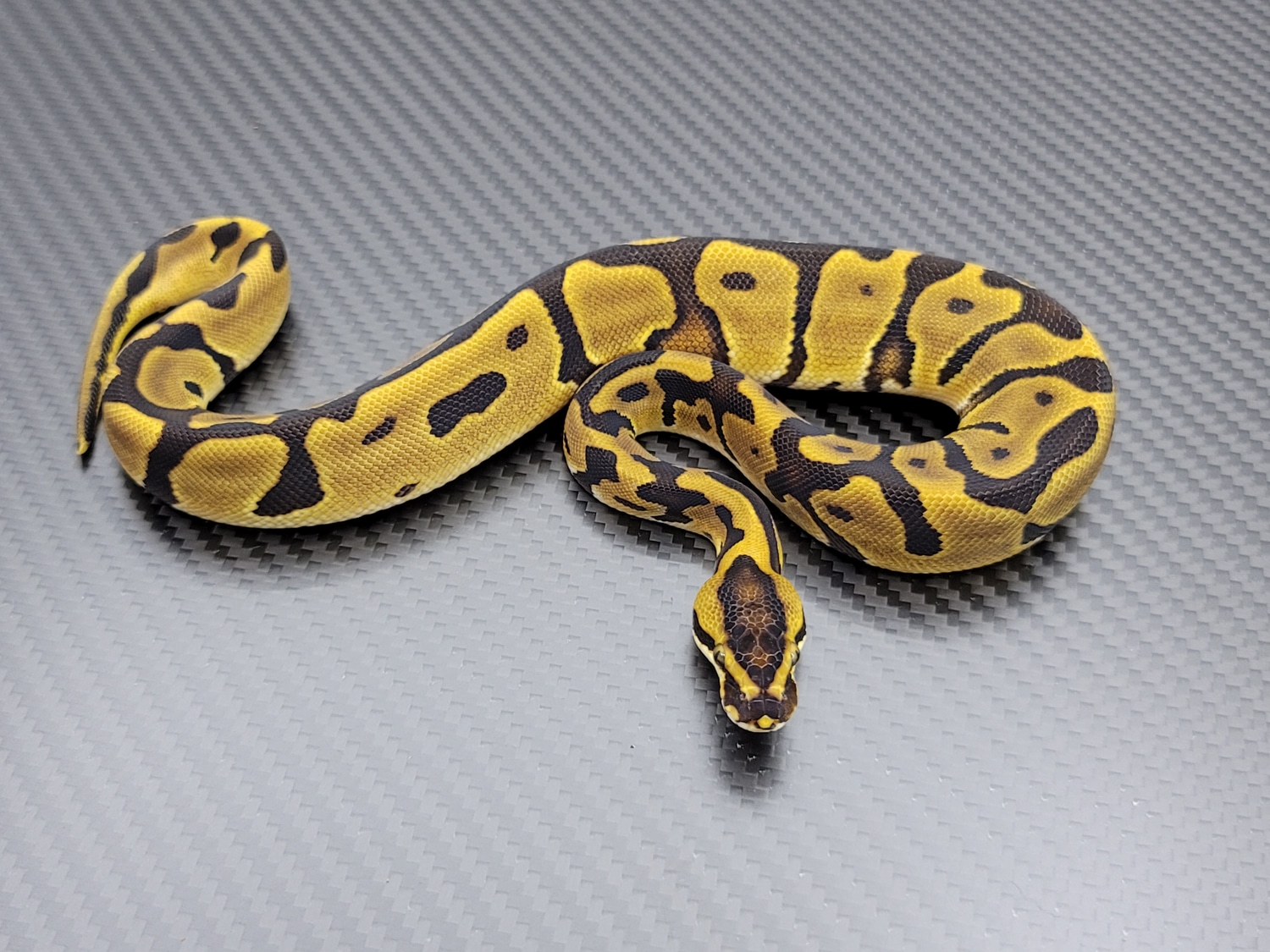 Leopard Enchi Spotnose Het Clown Ball Python by Postal Pythons ...