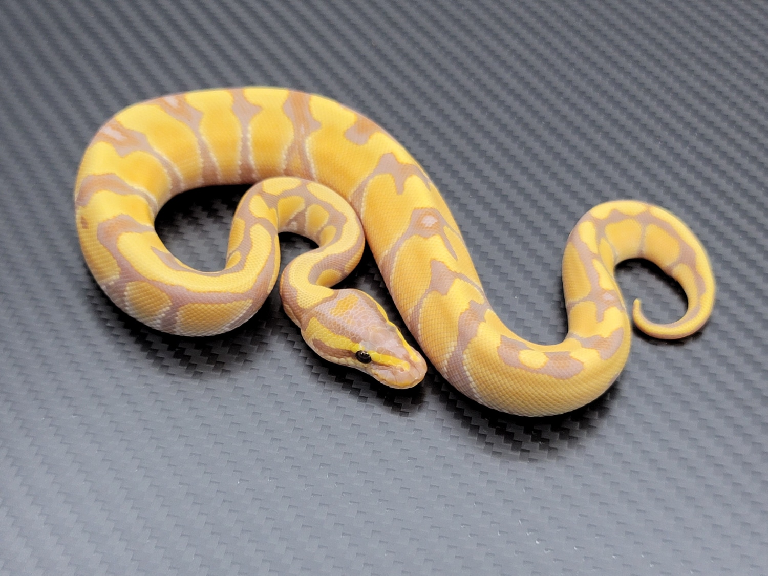 Banana Enchi Het Clown Ball Python by Postal Pythons - MorphMarket