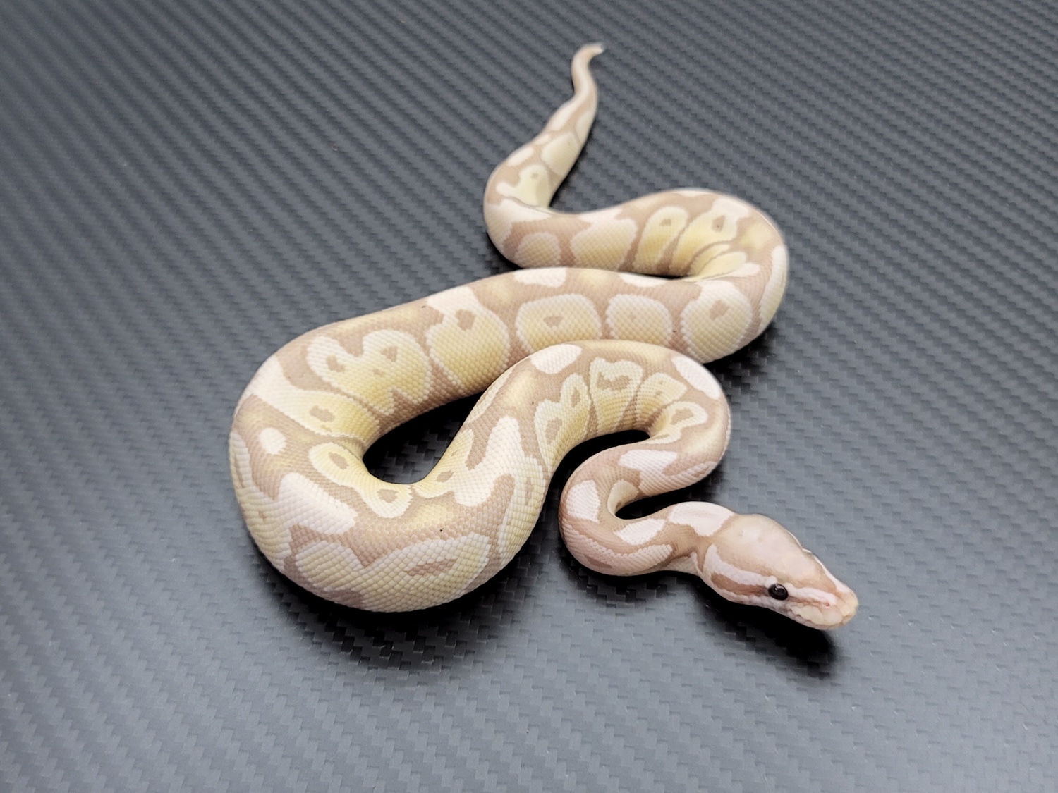 VPI Axanthic Banana Pastel (FREE SHIPPING) Ball Python by Postal ...