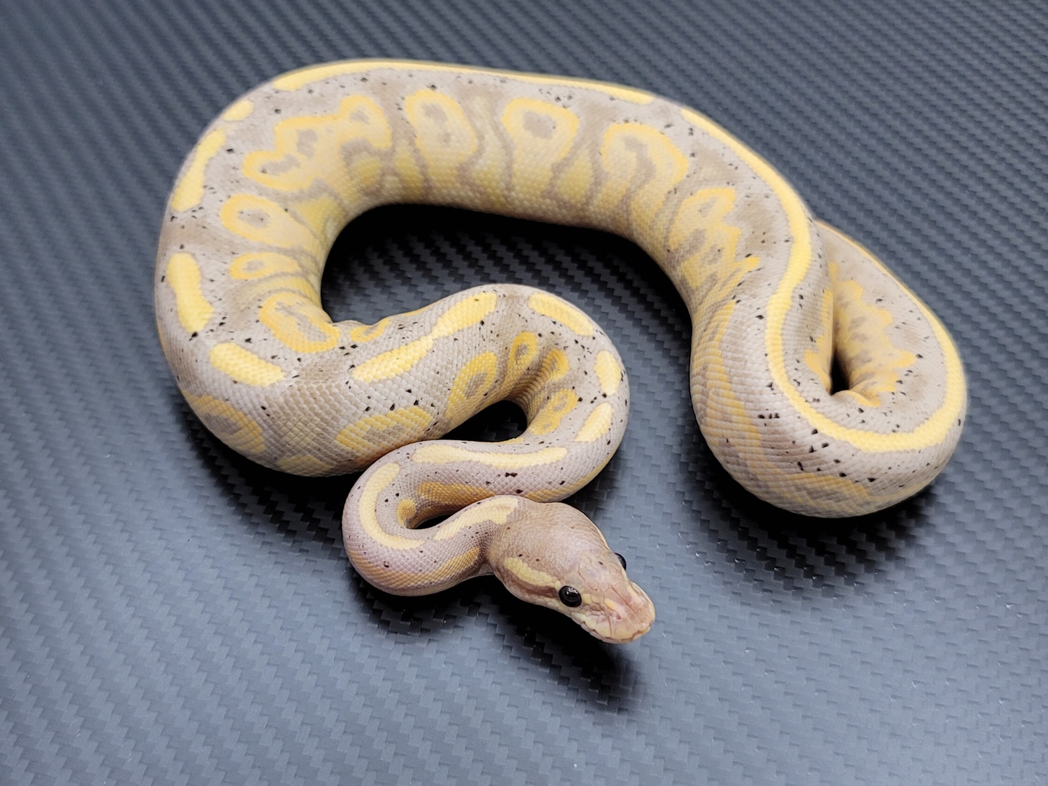 Banana Black Pastel Het Pied Ball Python by Postal Pythons - MorphMarket