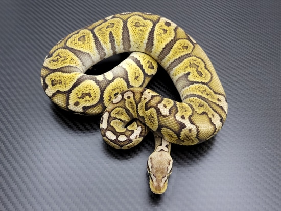 GHI FireFly Het Orange Ghost Ball Python by Postal Pythons