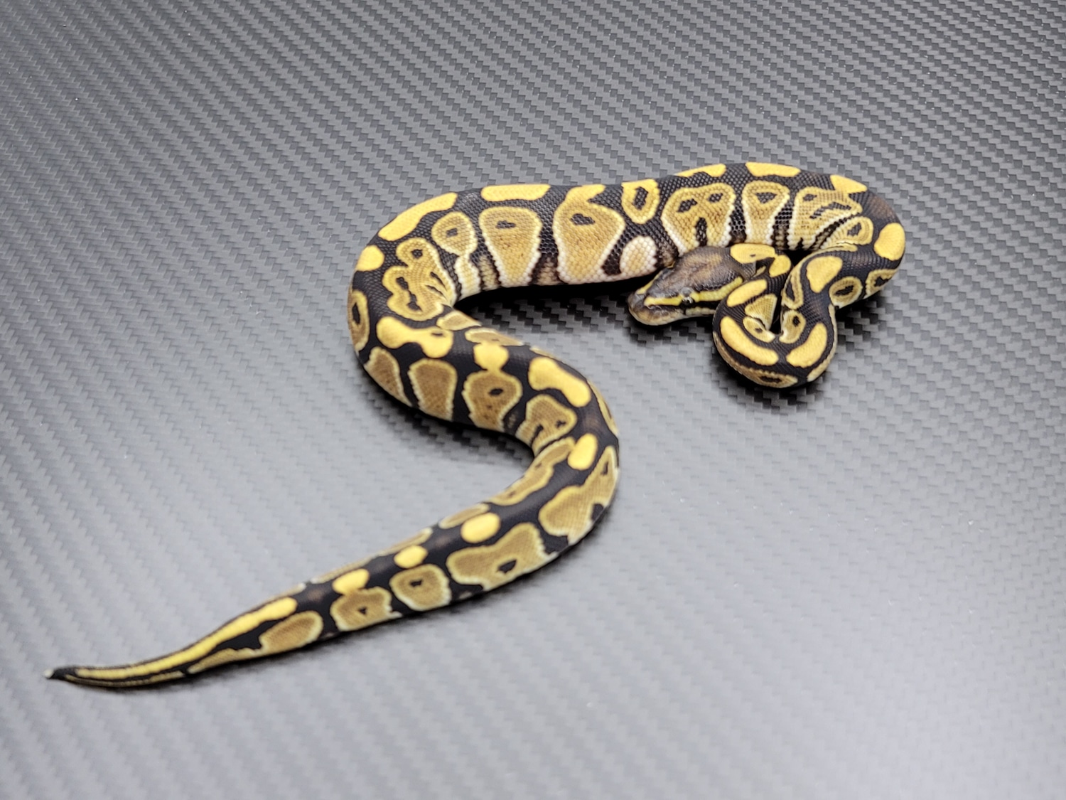 Honey Het VPI Axanthic 50% Het Clown Ball Python by Postal Pythons ...