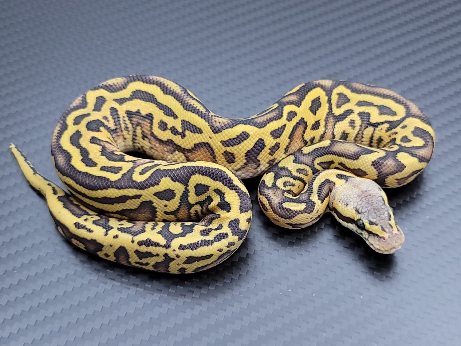 BOGO Leopard Spotnose Pastel Orange Ghost Possible Fire Ball Python by ...