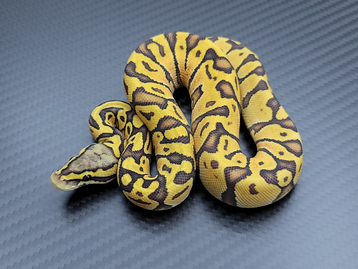 Enchi Firefly Orange Ghost Ball Python by Postal Pythons - MorphMarket