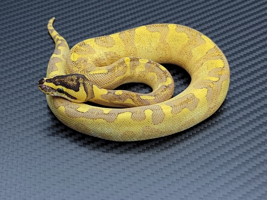 Super Gravel Super Enchi Ball Python by Postal Pythons