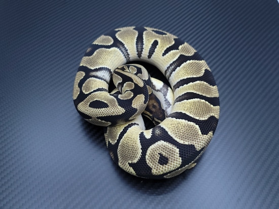 OD Het Pied VPI Axanthic Hypo Cryptic Ball Python by Postal Pythons