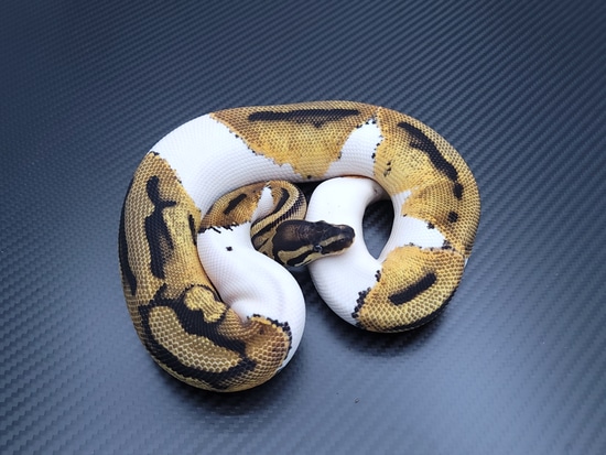 OD Pied Het Hypo Ball Python by Postal Pythons