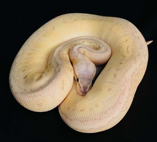Super Emperor Ball Python by Elliott Exotics
