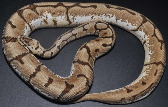 Bumble Bee Het Pied Ball Python by Elliott Exotics