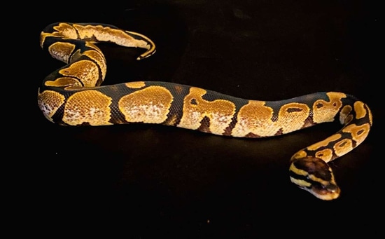 Calico Ball Python by Elliott Exotics