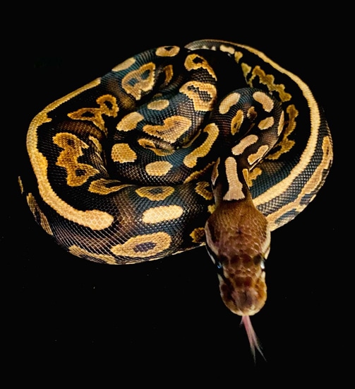 Cinny Belly Ball Python by Elliott Exotics