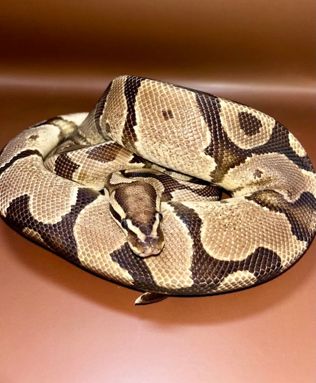 Blade Fire Ball Python by Elliott Exotics