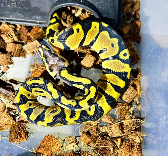 Leopard Yellow Belly Scaleless Head 66% Het Clown Ball Python by ...