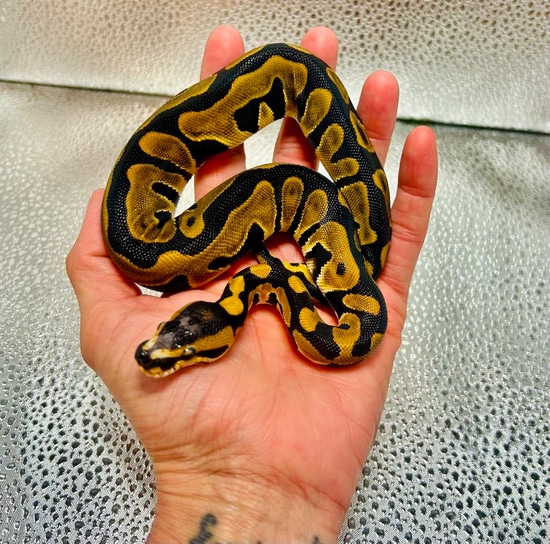 Leopard Scaleless Head 66% Het Clown Ball Python by Elliott Exotics