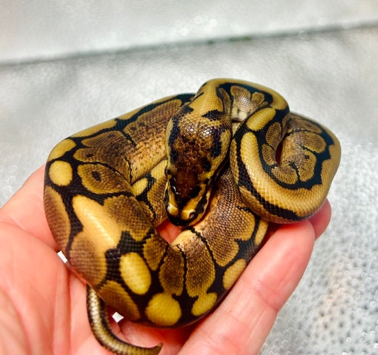 Mahogany Spider Ball Python by Elliott Exotics