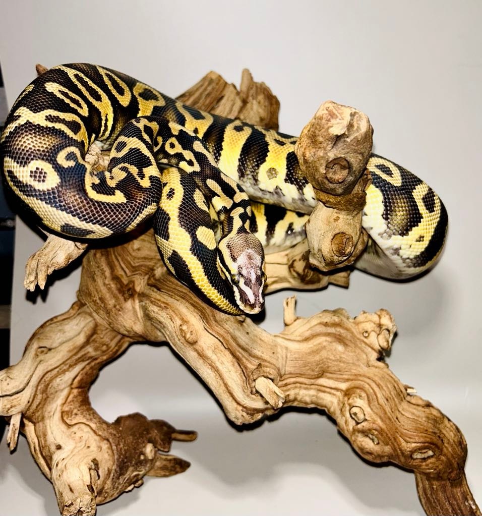 Leopard Yellow Belly Pastel Scaleless Head Het Clown