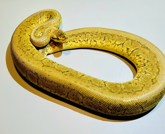 Pastel Pinstripe Het Desert Ghost Ball Python by Elliott Exotics