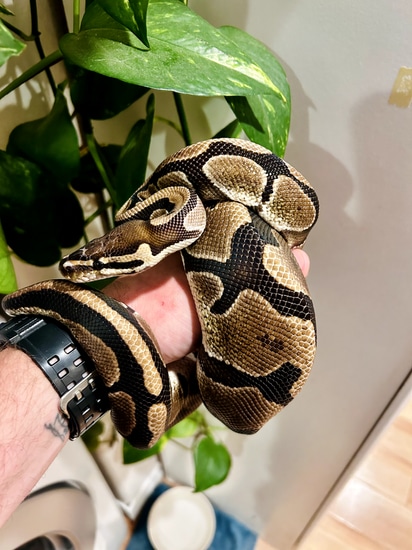 1.1 Scaleless Head Ball Python by Elliott Exotics