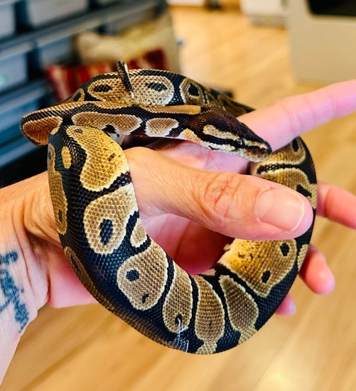 Het Desert Ghost Ball Python by Elliott Exotics