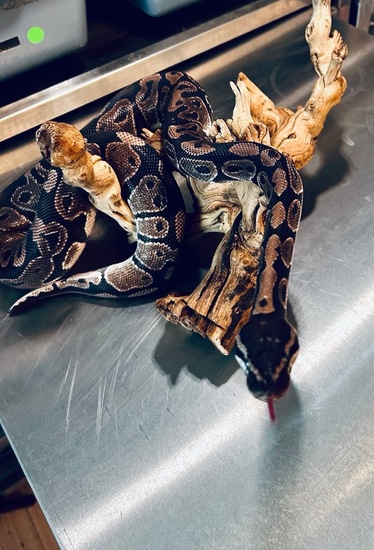 VPI Axanthic Ball Python by Elliott Exotics