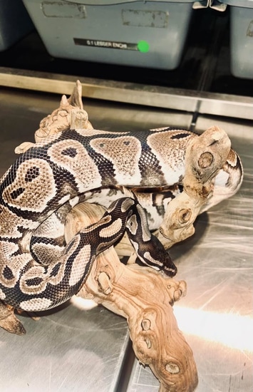 Pastel VPI Axanthic Ball Python by Elliott Exotics