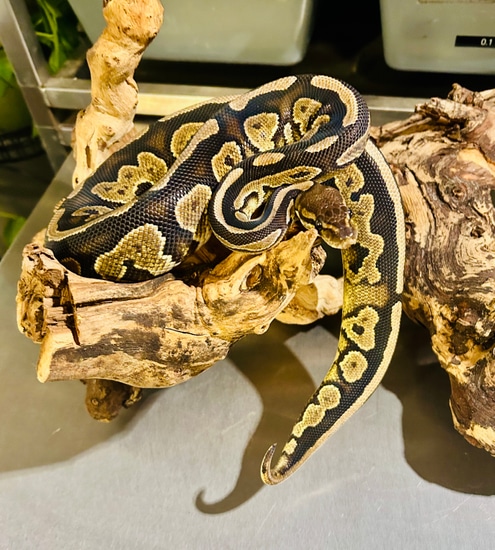 Cinnamon Het Pied Ball Python by Elliott Exotics