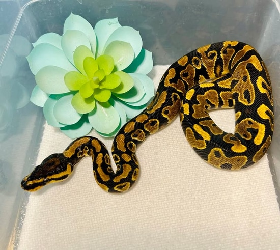 Yellowbelly Het Clown Pos Het Pied Ball Python by Elliott Exotics