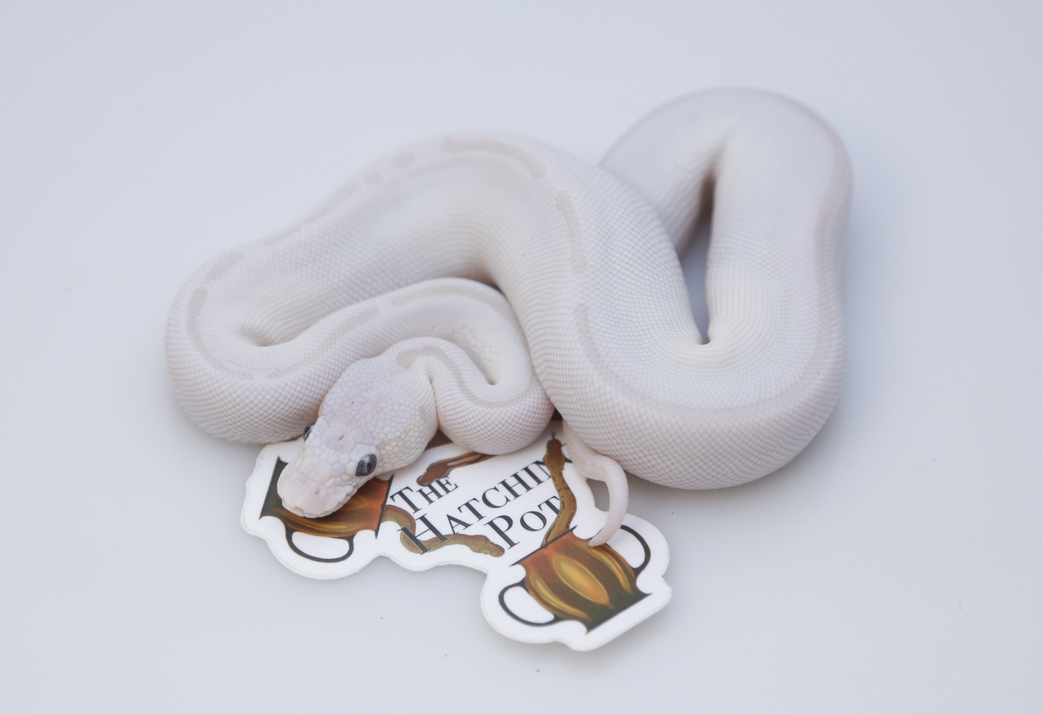 30% OFF SPRING SALE Blue Eyed Lucy Het Clown Ball Python by The ...