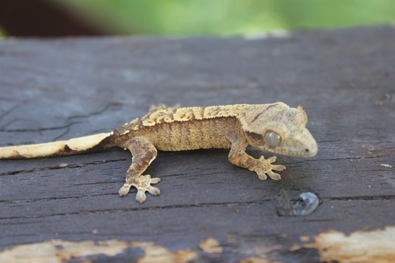 Yellow Possible Harley Crested Gecko by Little Potato Dragons - MorphMarket