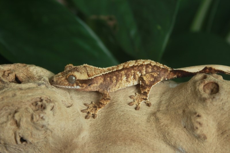 Little Tricolor Crested Gecko by Little Potato Dragons - MorphMarket
