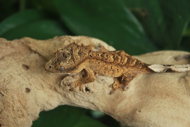 Yellow Dalmation Crested Gecko by Little Potato Dragons - MorphMarket