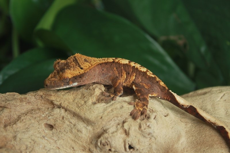 Dark Flame Dal Crested Gecko by Little Potato Dragons - MorphMarket
