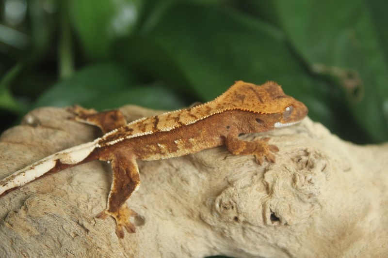 Red Pinstripe Crested Gecko by Little Potato Dragons - MorphMarket