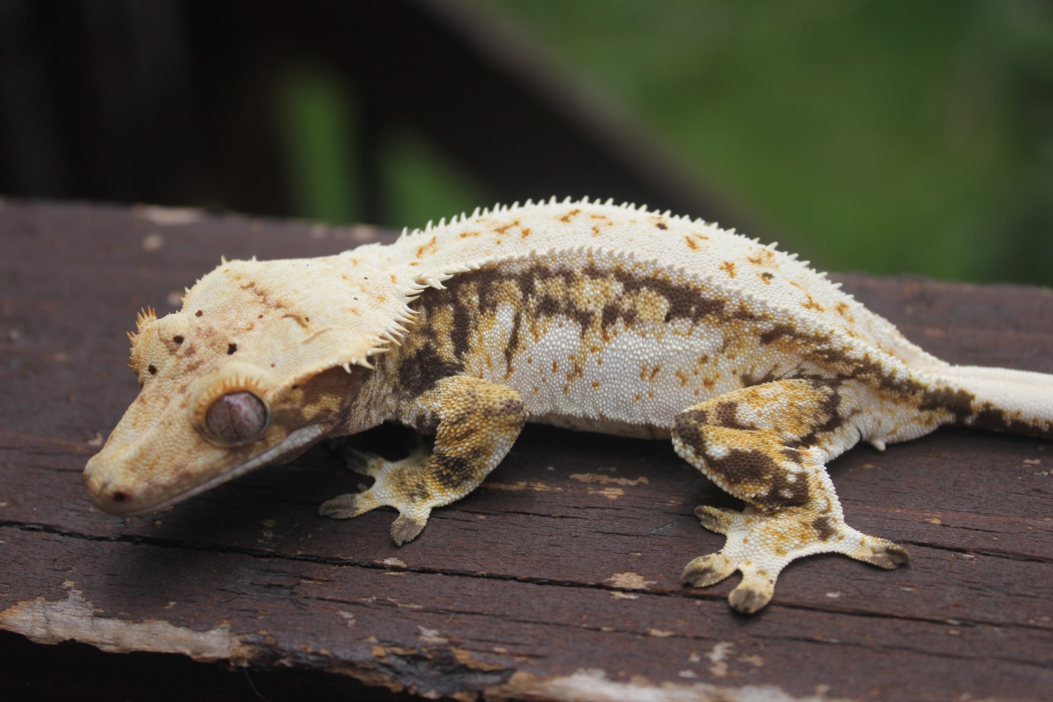 Stunning Bright White Tricolor Crested Gecko by Little Potato Dragons ...