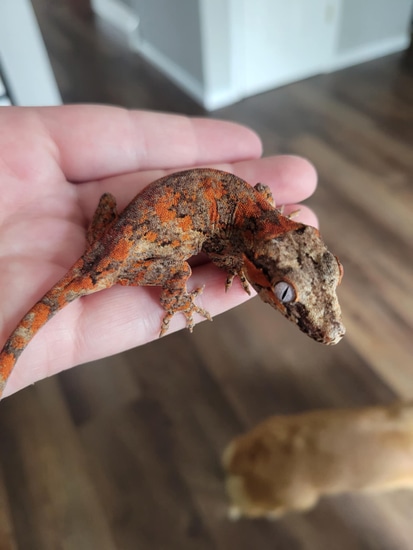 Airless Black Chasm Gargoyle Gecko by Little Potato Dragons